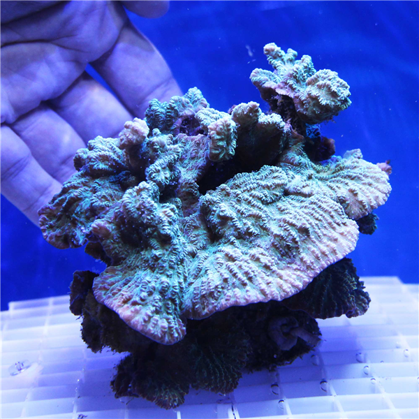 Green Merulina Cabbage Coral | LPS CORAL COLONIES | Corals Online