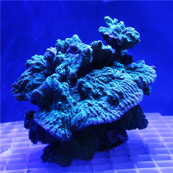 Green Merulina Cabbage Coral | LPS CORAL COLONIES | Corals Online