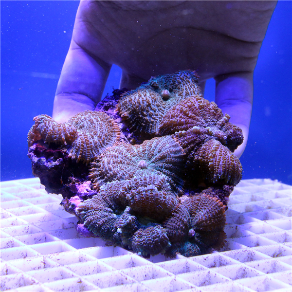 Green and red Ricordea mushroom rock | SOFT CORAL COLONIES | Corals Online