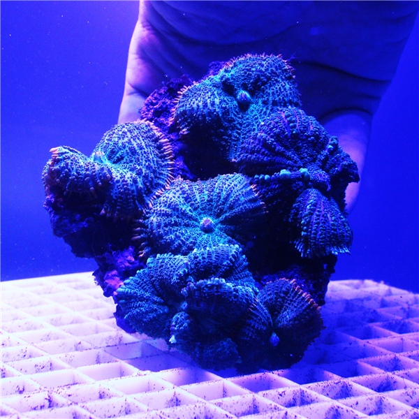 Green and red Ricordea mushroom rock | SOFT CORAL COLONIES | Corals Online