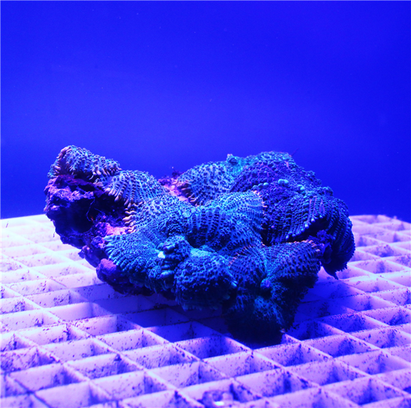 Green and red Ricordea mushroom rock | SOFT CORAL COLONIES | Corals Online