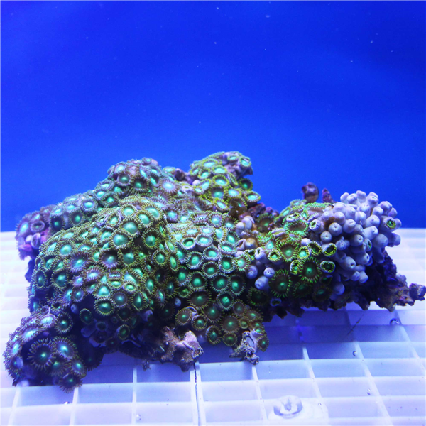 Neon Green Zoanthid Coral Colony | ZOANTHIDS | Corals Online