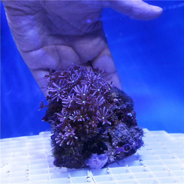 Purple with Green Centre Clove Polyp Coral Colony | SOFT CORAL COLONIES ...