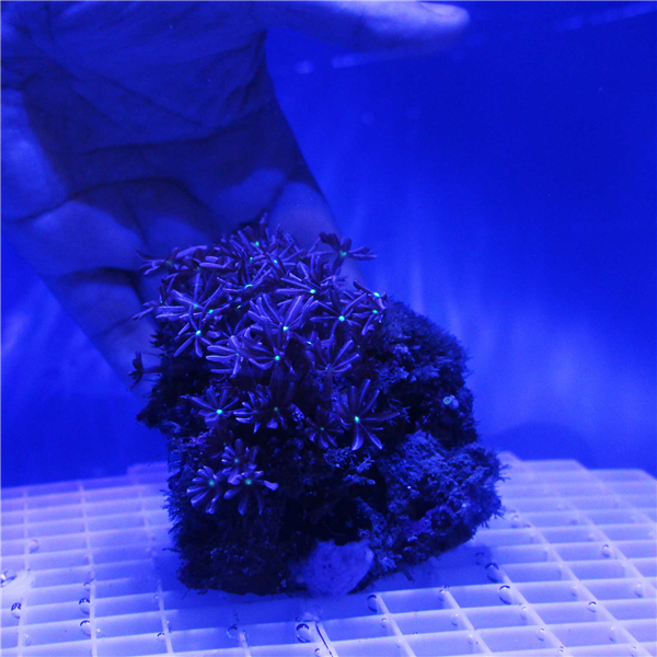 Purple with Green Centre Clove Polyp Coral Colony | SOFT CORAL COLONIES ...
