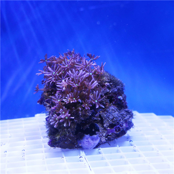 Purple with Green Centre Clove Polyp Coral Colony | SOFT CORAL COLONIES ...