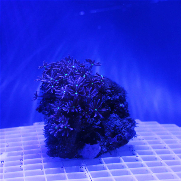 Purple with Green Centre Clove Polyp Coral Colony | SOFT CORAL COLONIES ...