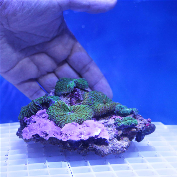 Green Rhodactis Mushroom Coral Colony | SOFT CORAL COLONIES | Corals Online