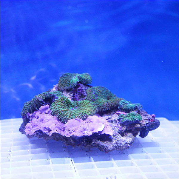 Green Rhodactis Mushroom Coral Colony | SOFT CORAL COLONIES | Corals Online
