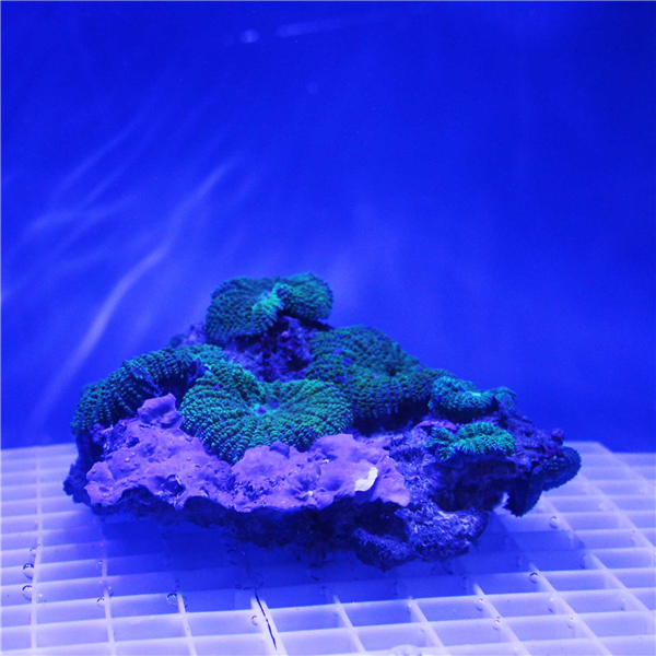 Green Rhodactis Mushroom Coral Colony | SOFT CORAL COLONIES | Corals Online