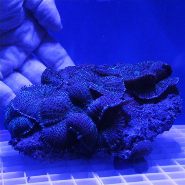 Purple and Blue Rhodactis Mushroom Rock | SOFT CORAL COLONIES | Corals ...