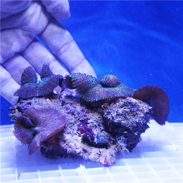 Purple with Blue Rhodactis Mushroom Rock | SOFT CORAL COLONIES | Corals ...