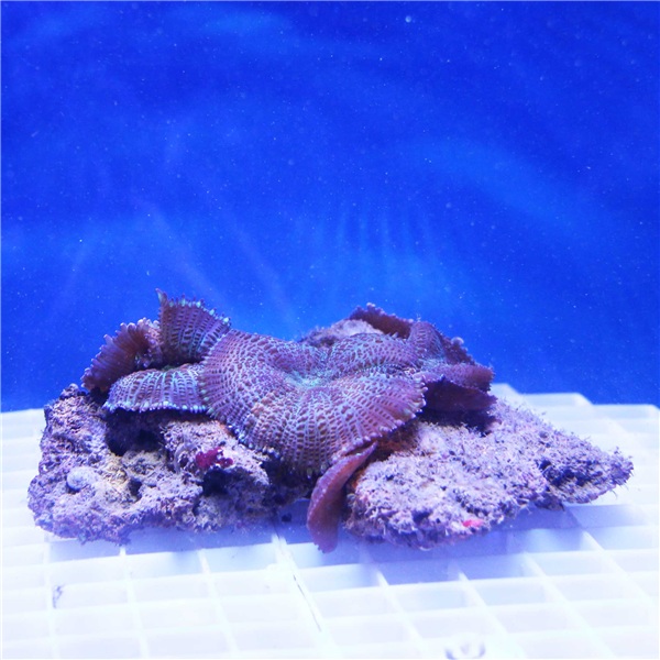 Purple with Blue Rhodactis Mushroom Rock | SOFT CORAL COLONIES | Corals ...
