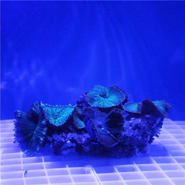 Purple with Blue Rhodactis Mushroom Rock | SOFT CORAL COLONIES | Corals ...