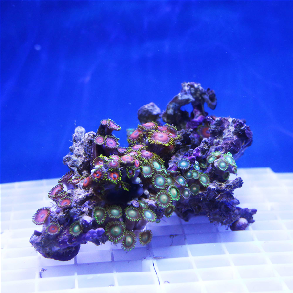 Mixed Red and Green Zoanthid Coral Colony | ZOANTHIDS | Corals Online