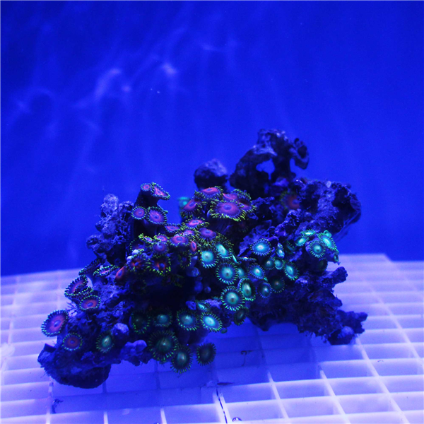 Mixed Red and Green Zoanthid Coral Colony | ZOANTHIDS | Corals Online