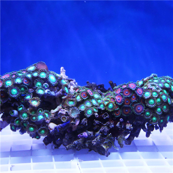 Green and Red Zoanthid Mix Coral Colony | ZOANTHIDS | Corals Online
