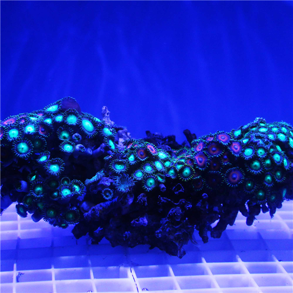 Green and Red Zoanthid Mix Coral Colony | ZOANTHIDS | Corals Online
