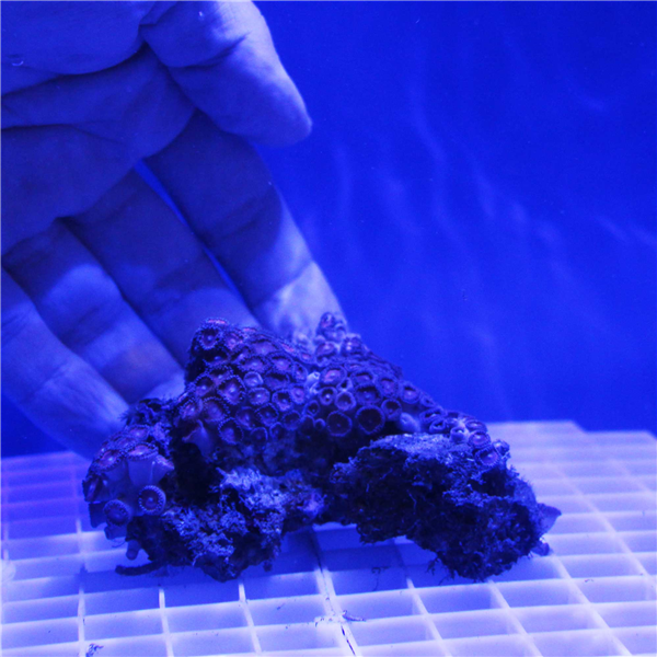 Rare Pink Zoanthid Coral Colony | ZOANTHIDS | Corals Online