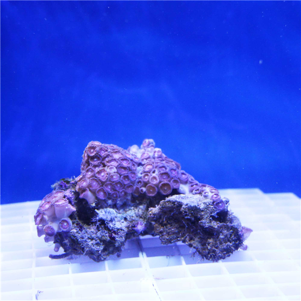 Rare Pink Zoanthid Coral Colony | ZOANTHIDS | Corals Online