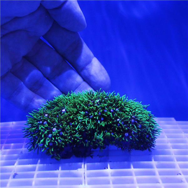 Bright Green White Star Polyp Colony | SOFT CORAL COLONIES | Corals Online