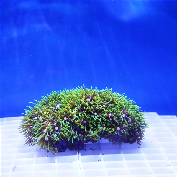 Bright Green White Star Polyp Colony | SOFT CORAL COLONIES | Corals Online