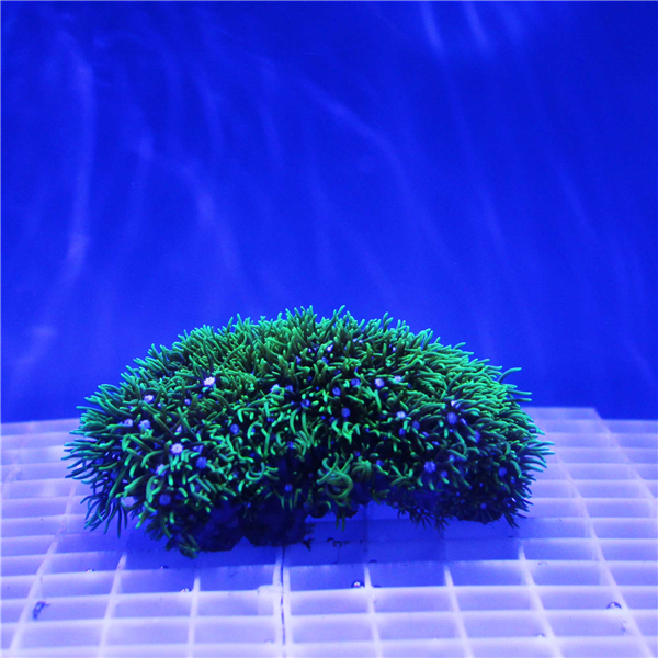 Bright Green White Star Polyp Colony | SOFT CORAL COLONIES | Corals Online