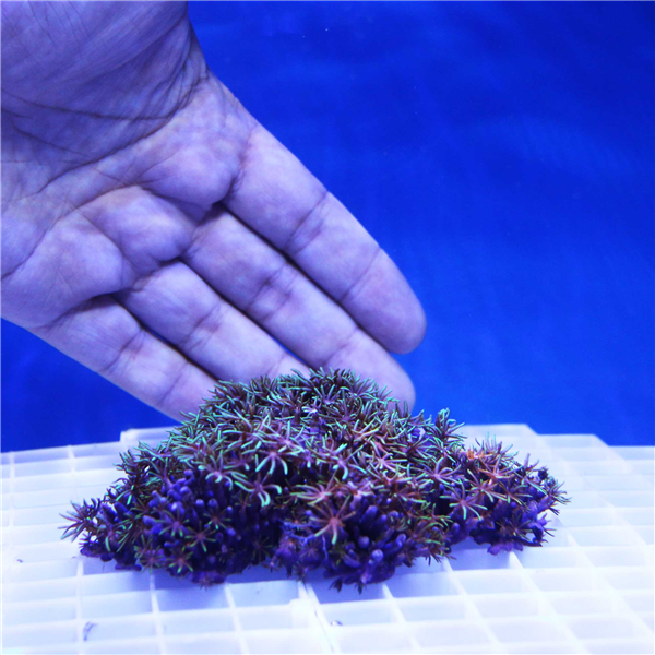 Green Star Polyp Coral Colony | SOFT CORAL COLONIES | Corals Online