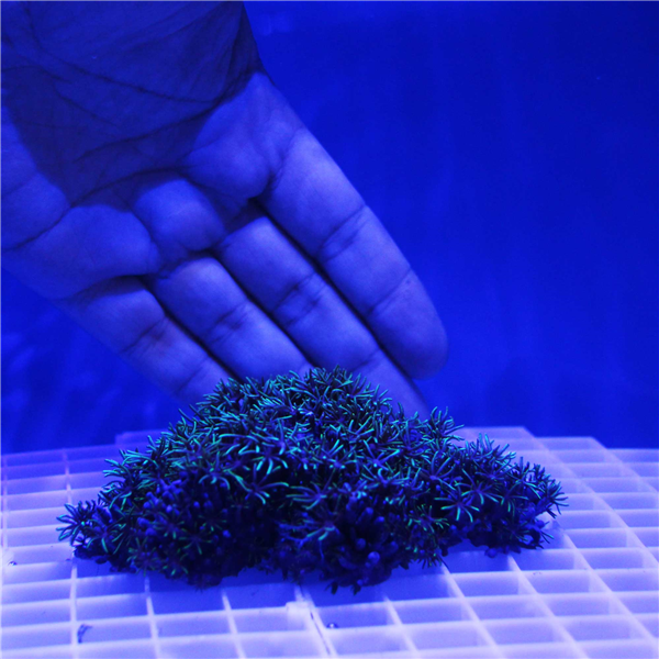 Green Star Polyp Coral Colony | SOFT CORAL COLONIES | Corals Online