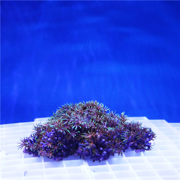 Green Star Polyp Coral Colony | SOFT CORAL COLONIES | Corals Online