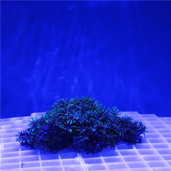 Green Star Polyp Coral Colony | SOFT CORAL COLONIES | Corals Online