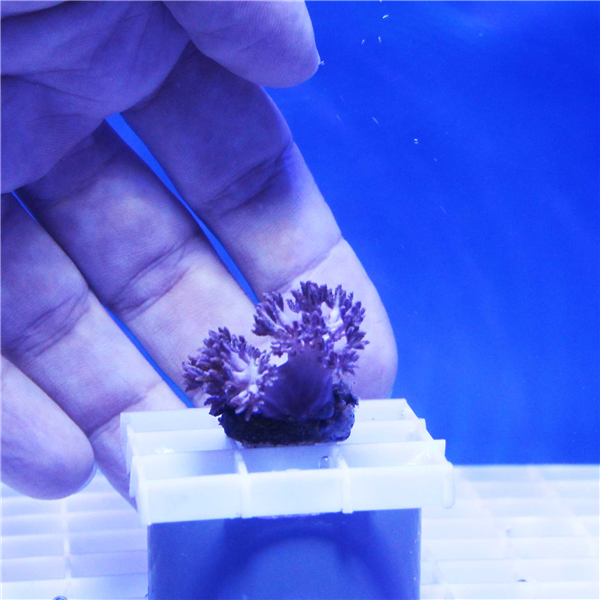 Pulsing Xenia Soft Coral Frag | SOFT CORAL FRAGS | Corals Online