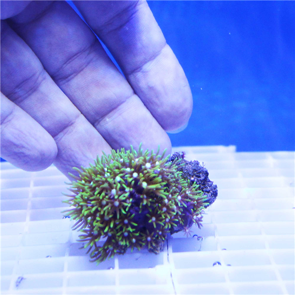 White Star Polyp Coral Frag | SOFT CORAL FRAGS | Corals Online