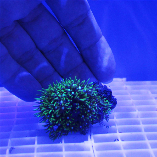 White Star Polyp Coral Frag | SOFT CORAL FRAGS | Corals Online