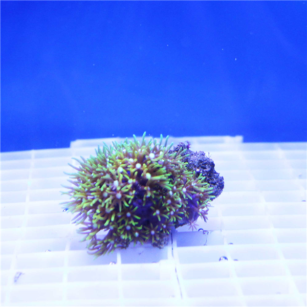 White Star Polyp Coral Frag | SOFT CORAL FRAGS | Corals Online