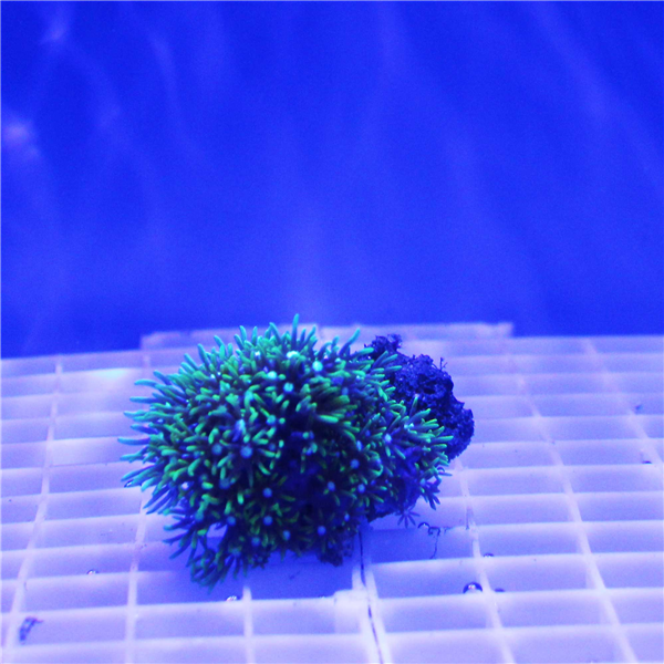 White Star Polyp Coral Frag | SOFT CORAL FRAGS | Corals Online