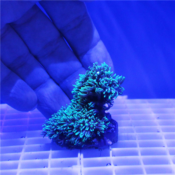 White Star Polyp Coral Frag | SOFT CORAL FRAGS | Corals Online