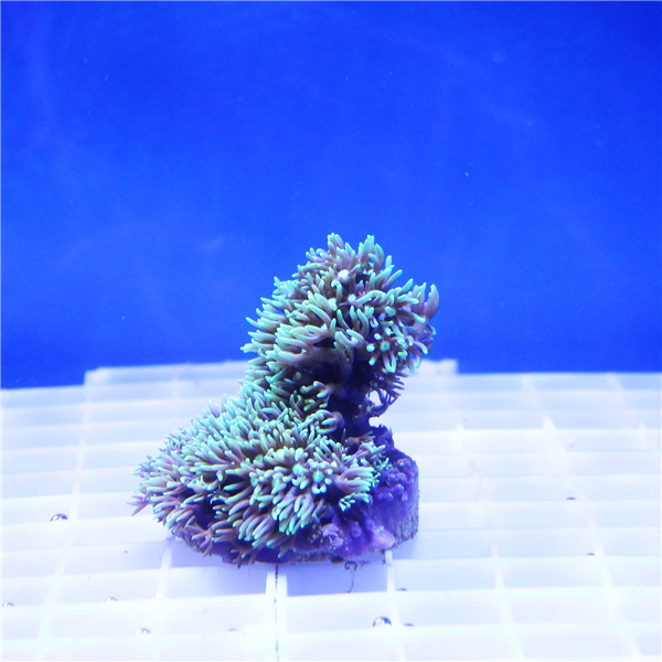 White Star Polyp Coral Frag | SOFT CORAL FRAGS | Corals Online