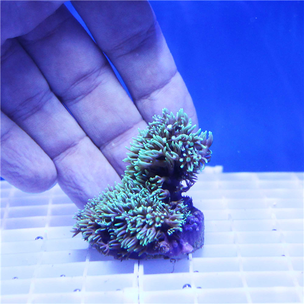 White Star Polyp Coral Frag | SOFT CORAL FRAGS | Corals Online