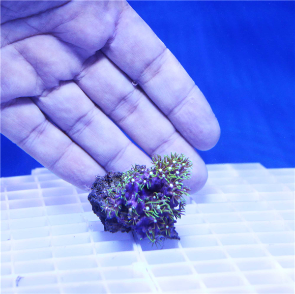White Star Polyp Coral Frag | SOFT CORAL FRAGS | Corals Online