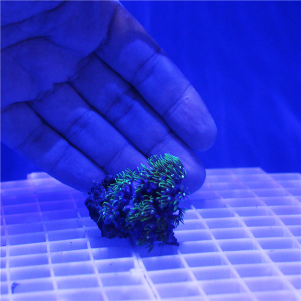 White Star Polyp Coral Frag | SOFT CORAL FRAGS | Corals Online