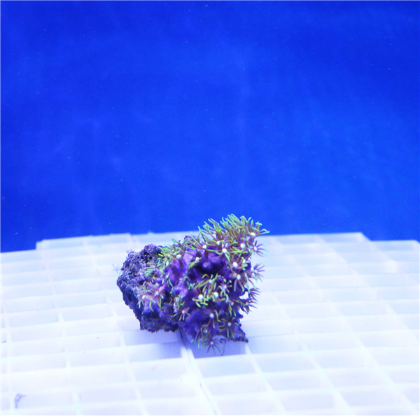 White Star Polyp Coral Frag | SOFT CORAL FRAGS | Corals Online