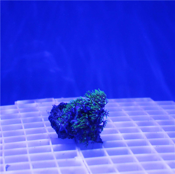 White Star Polyp Coral Frag | SOFT CORAL FRAGS | Corals Online