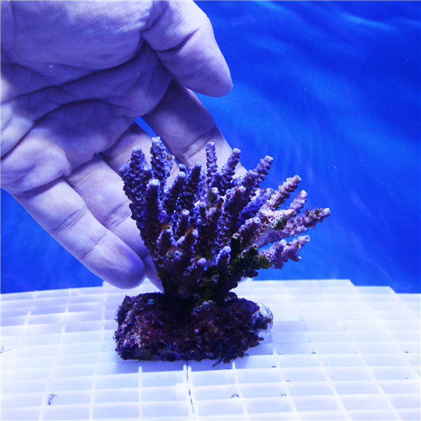 Purple Acropora Coral Colony | SPS CORAL COLONIES | Corals Online