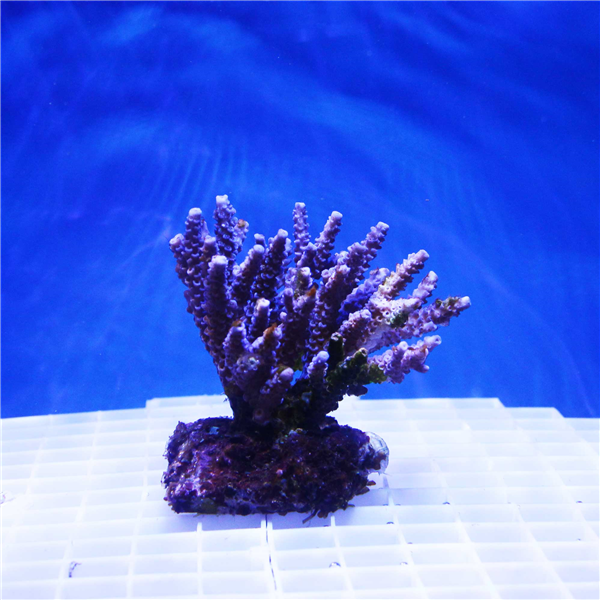 Purple Acropora Coral Colony | SPS CORAL COLONIES | Corals Online
