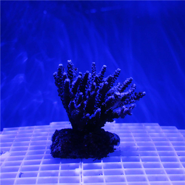 Purple Acropora Coral Colony | SPS CORAL COLONIES | Corals Online