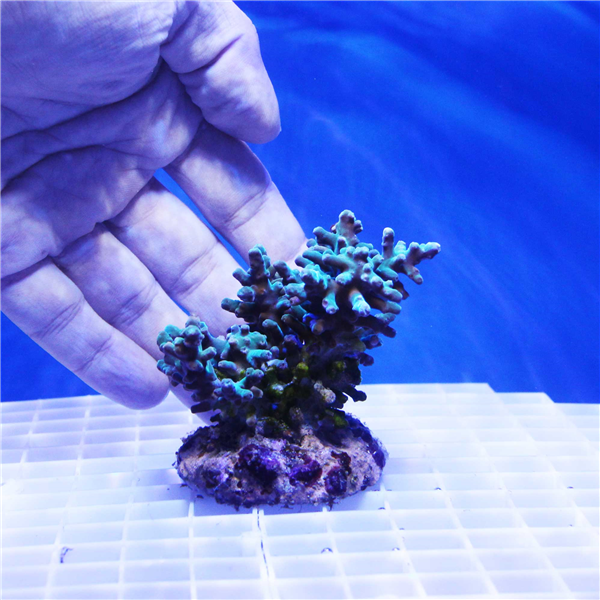 Velvet Green Acropora Coral Colony | SPS CORAL COLONIES | Corals Online