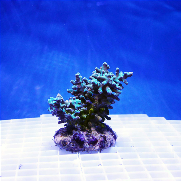 Velvet Green Acropora Coral Colony | SPS CORAL COLONIES | Corals Online
