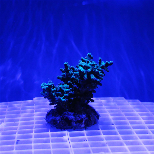 Velvet Green Acropora Coral Colony | SPS CORAL COLONIES | Corals Online