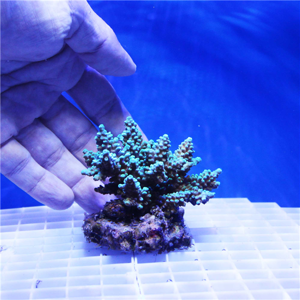 Bright Green Acropora Coral Colony | SPS CORAL COLONIES | Corals Online