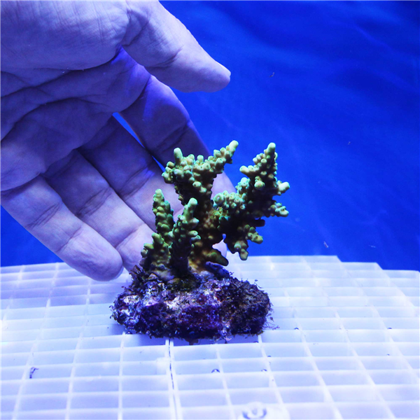 Green Acropora Coral Colony | SPS CORAL COLONIES | Corals Online